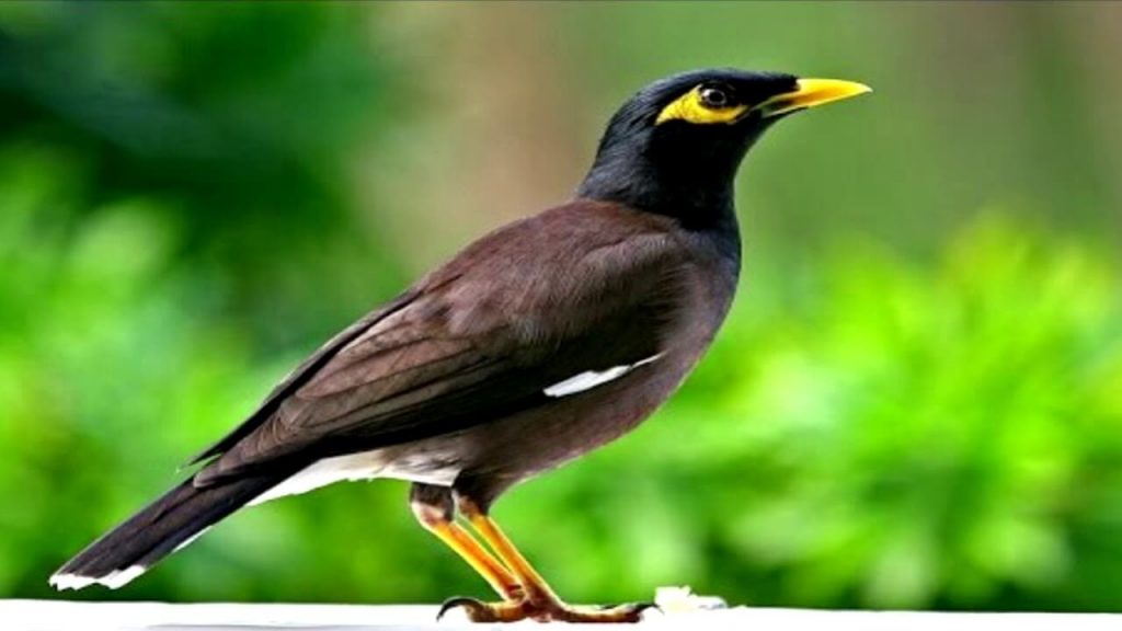 Cách nuôi chim sáo đen đúng cách - pestcontrol